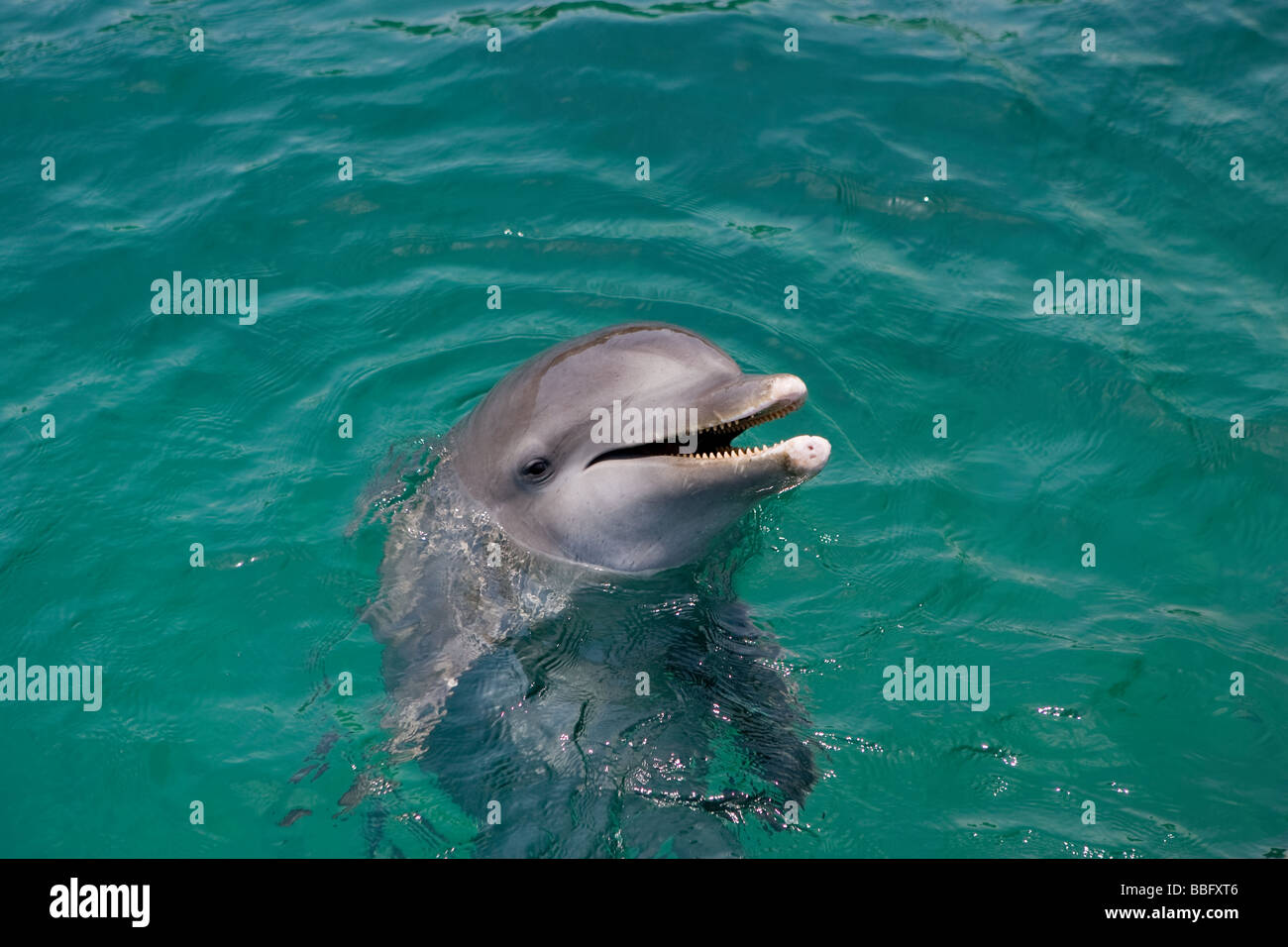 Dolphin teeth hi-res stock photography and images - Alamy