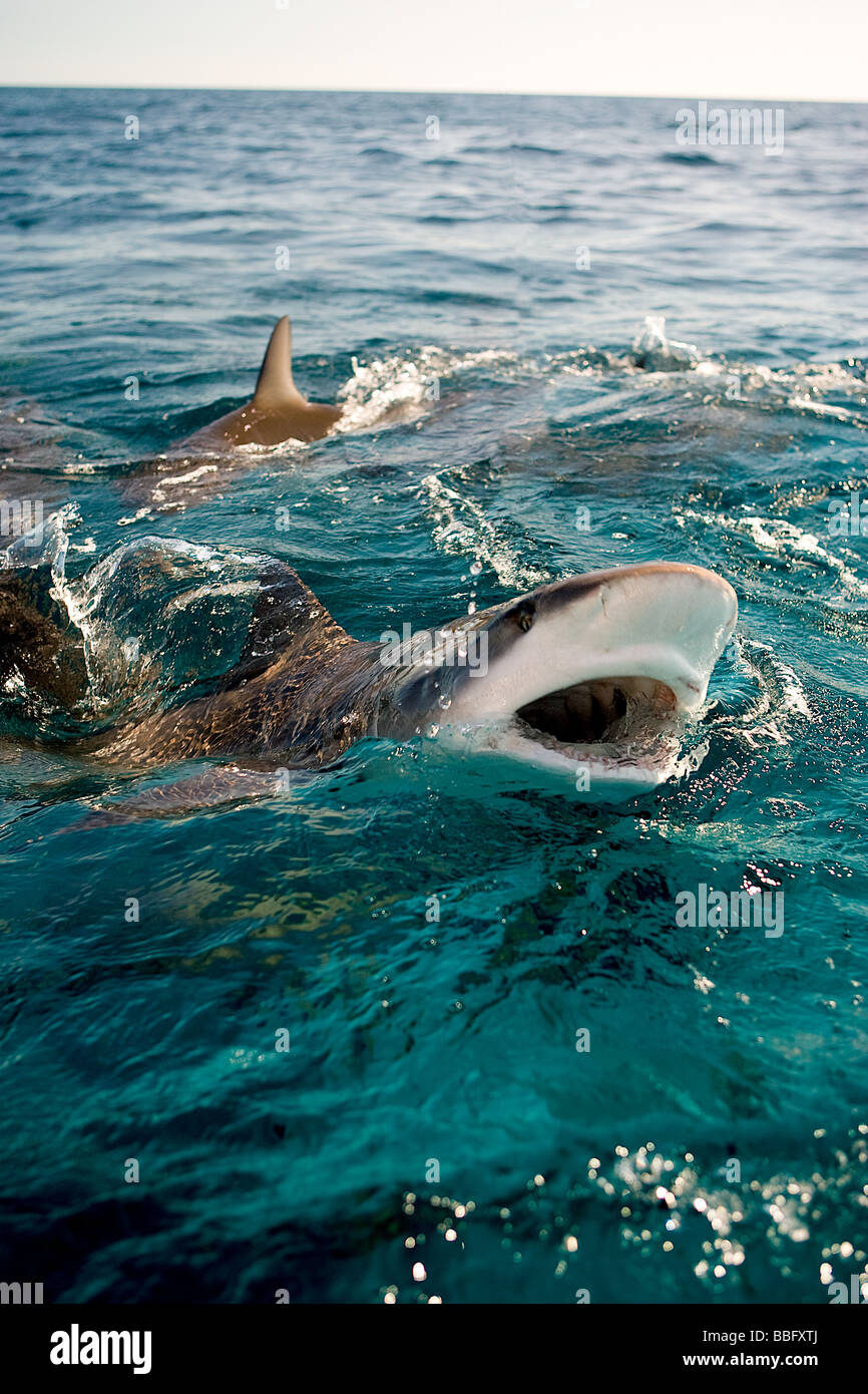 Shark surface hi-res stock photography and images - Alamy