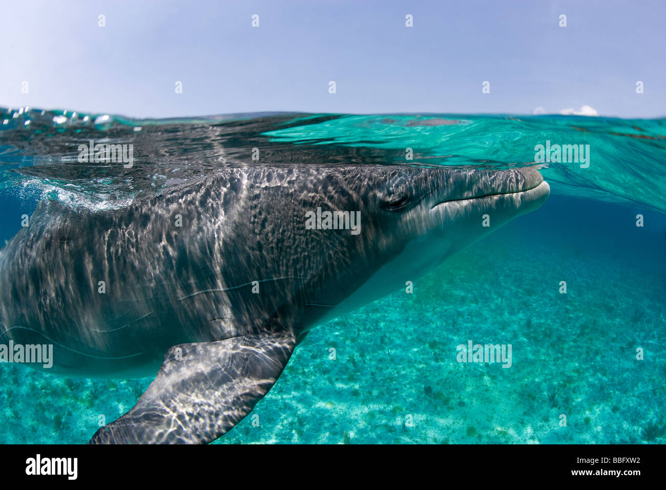 Atlantic bottlenose dolphin Stock Photo - Alamy