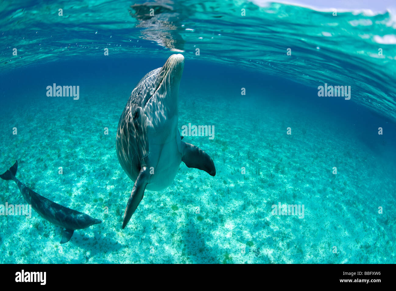 Atlantic bottlenose dolphin hi-res stock photography and images - Alamy