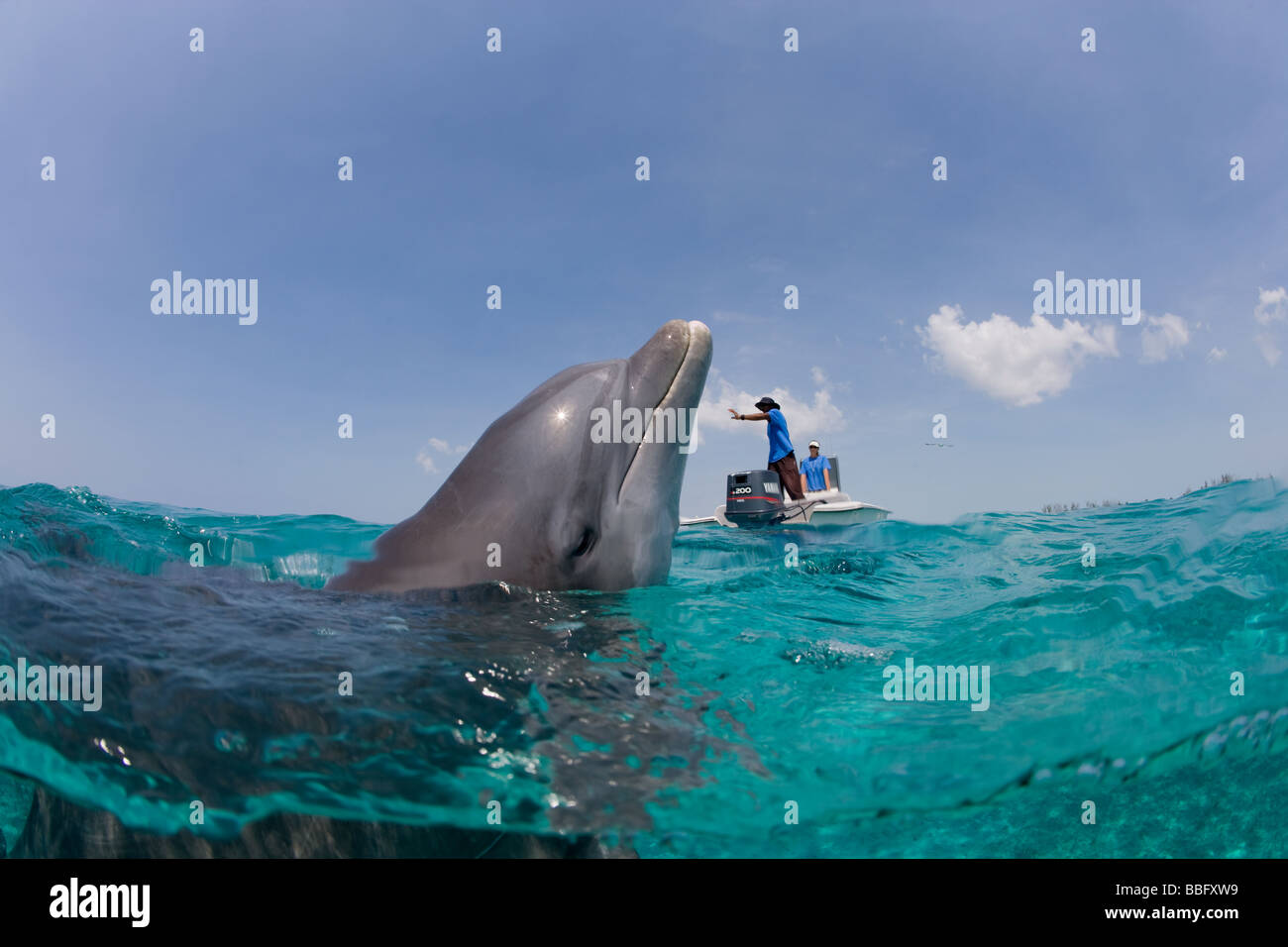 Atlantic bottlenose dolphin Stock Photo - Alamy