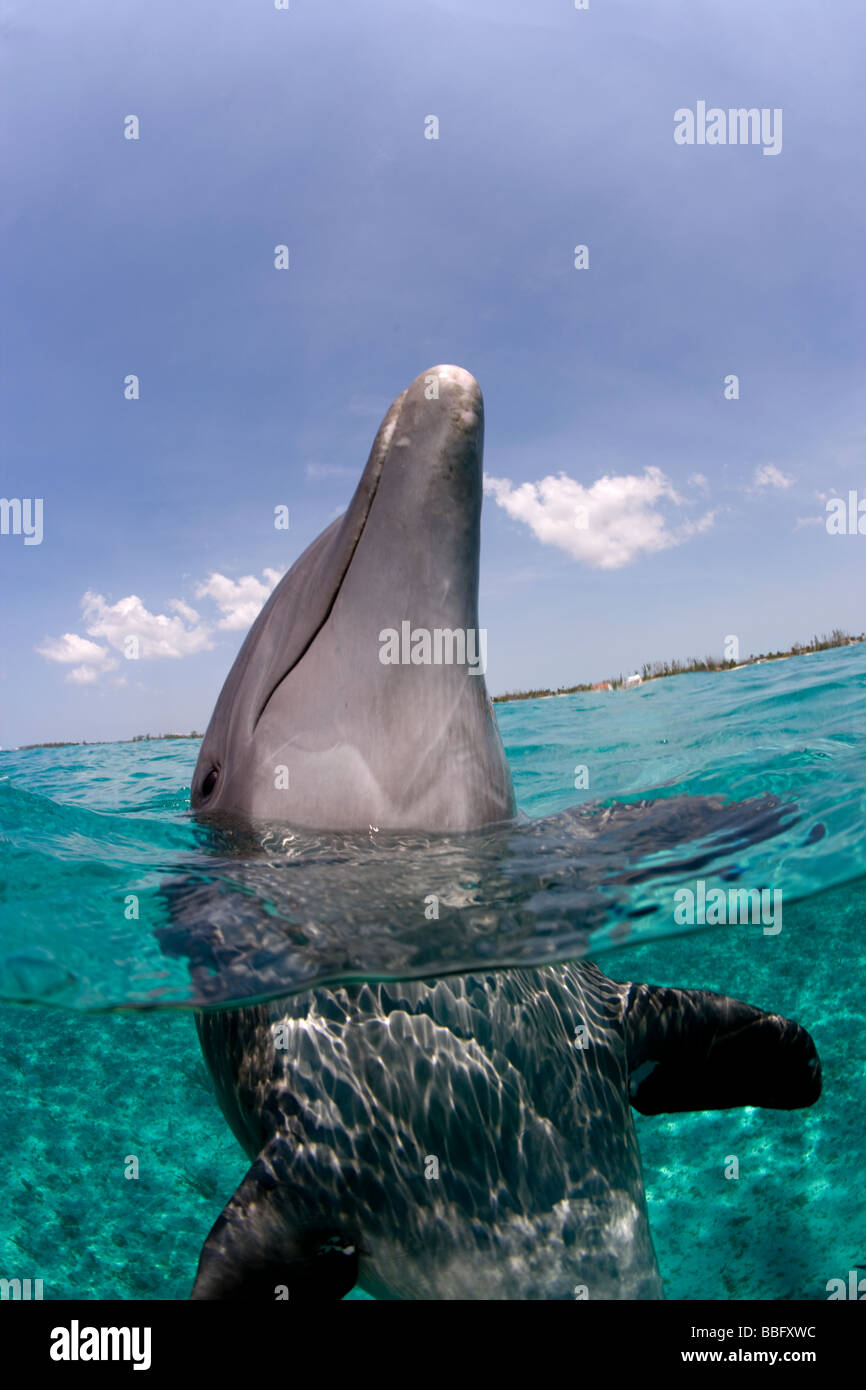 Dolphin anatomy hi-res stock photography and images - Alamy