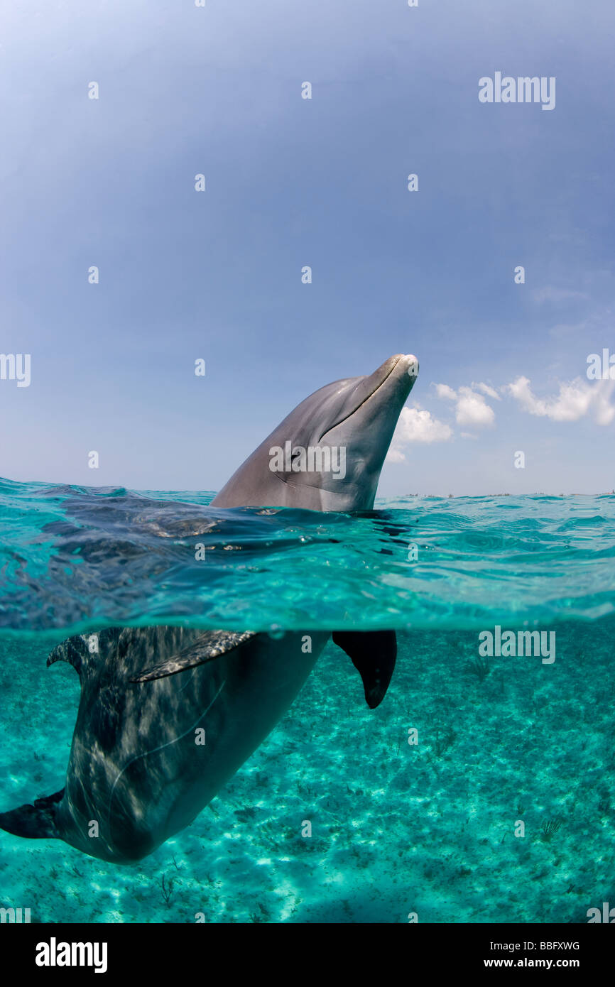Bottlenose dolphin hi-res stock photography and images - Alamy
