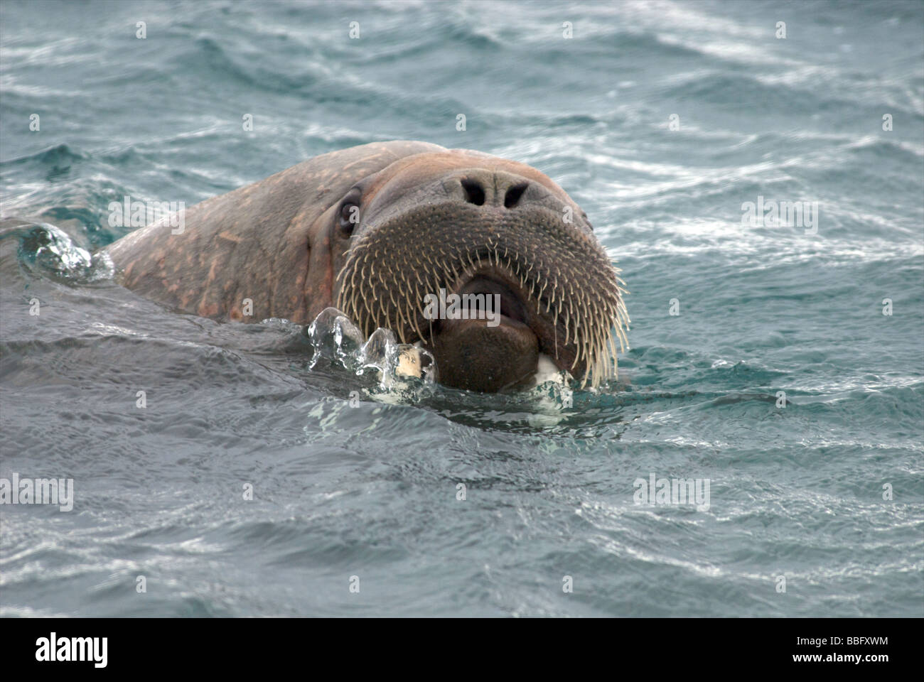 Walrus swimming in the arctic waters Svalbard, Norway Stock Photo - Alamy
