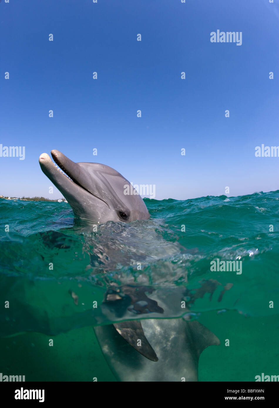 Atlantic bottlenose dolphin Stock Photo - Alamy
