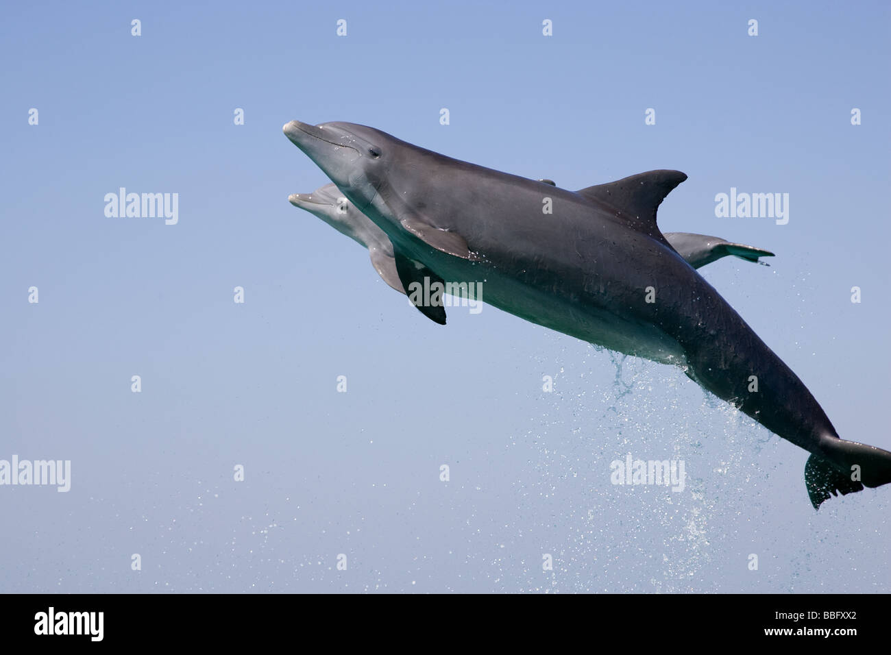Leaping dolphin hi-res stock photography and images - Alamy