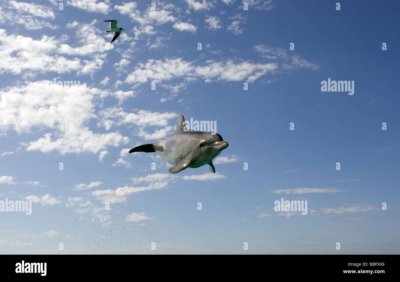 Atlantic bottlenose dolphin hi-res stock photography and images - Alamy