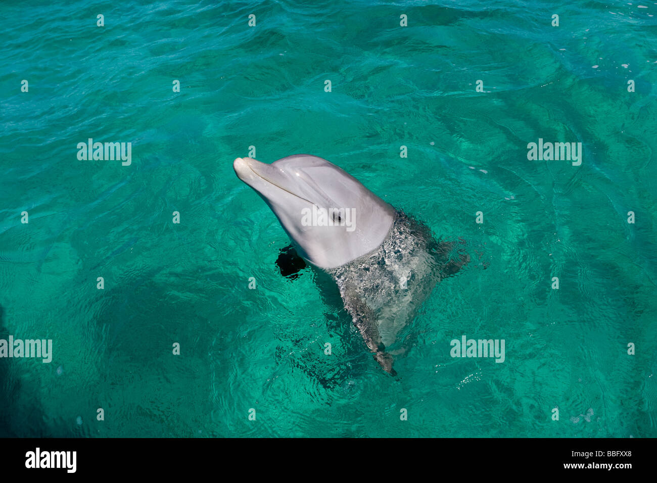 Wide angle view bottlenose dolphin hi-res stock photography and images ...