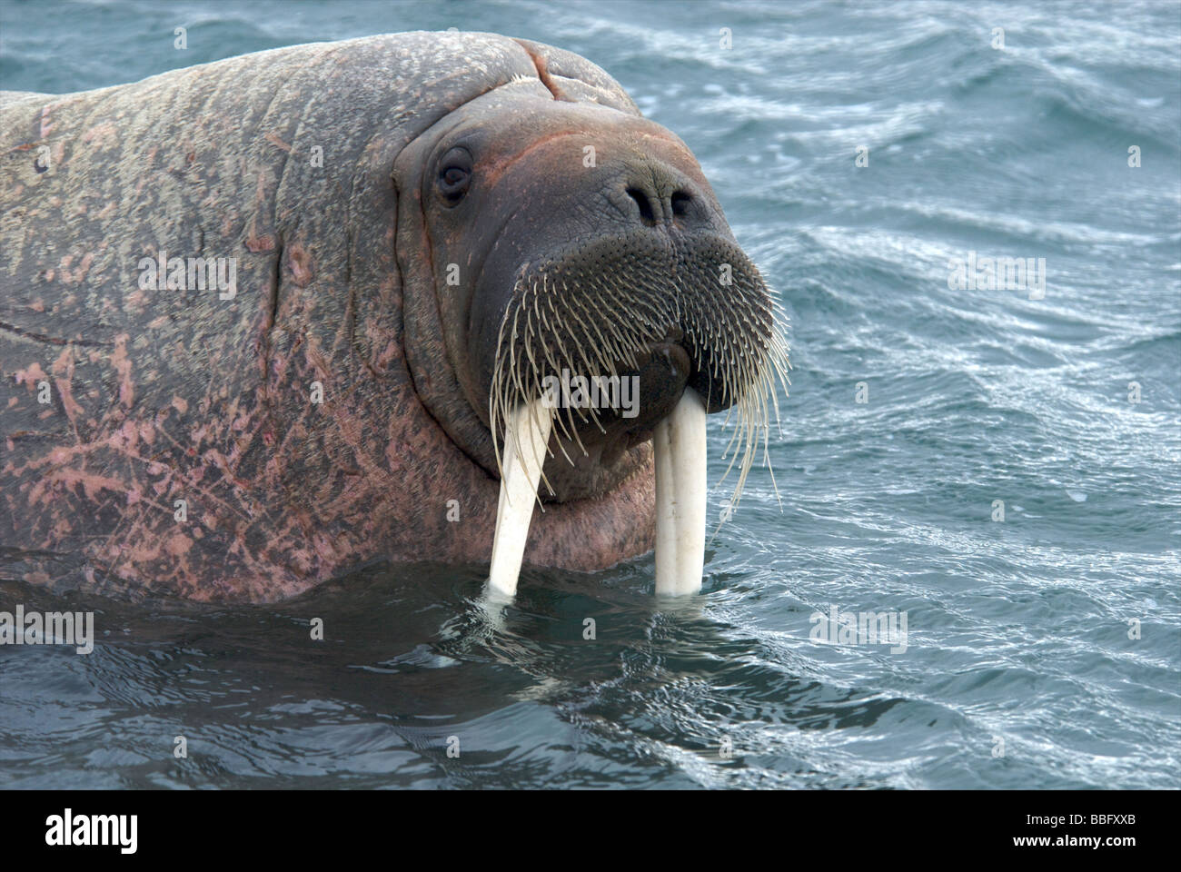 Walrus in the Arctic waters, Svalbard, Norway Stock Photo - Alamy