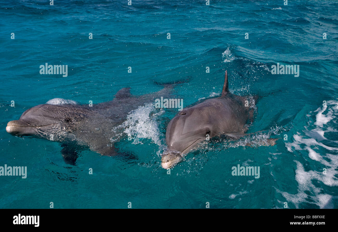 Atlantic bottlenose dolphin Stock Photo - Alamy