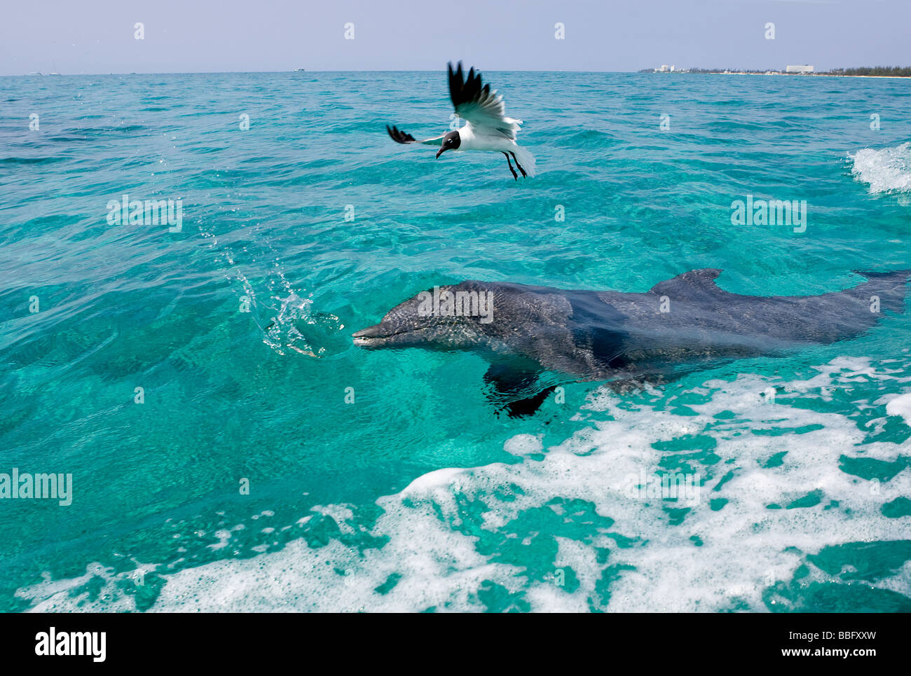 Atlantic bottlenose dolphin Stock Photo - Alamy