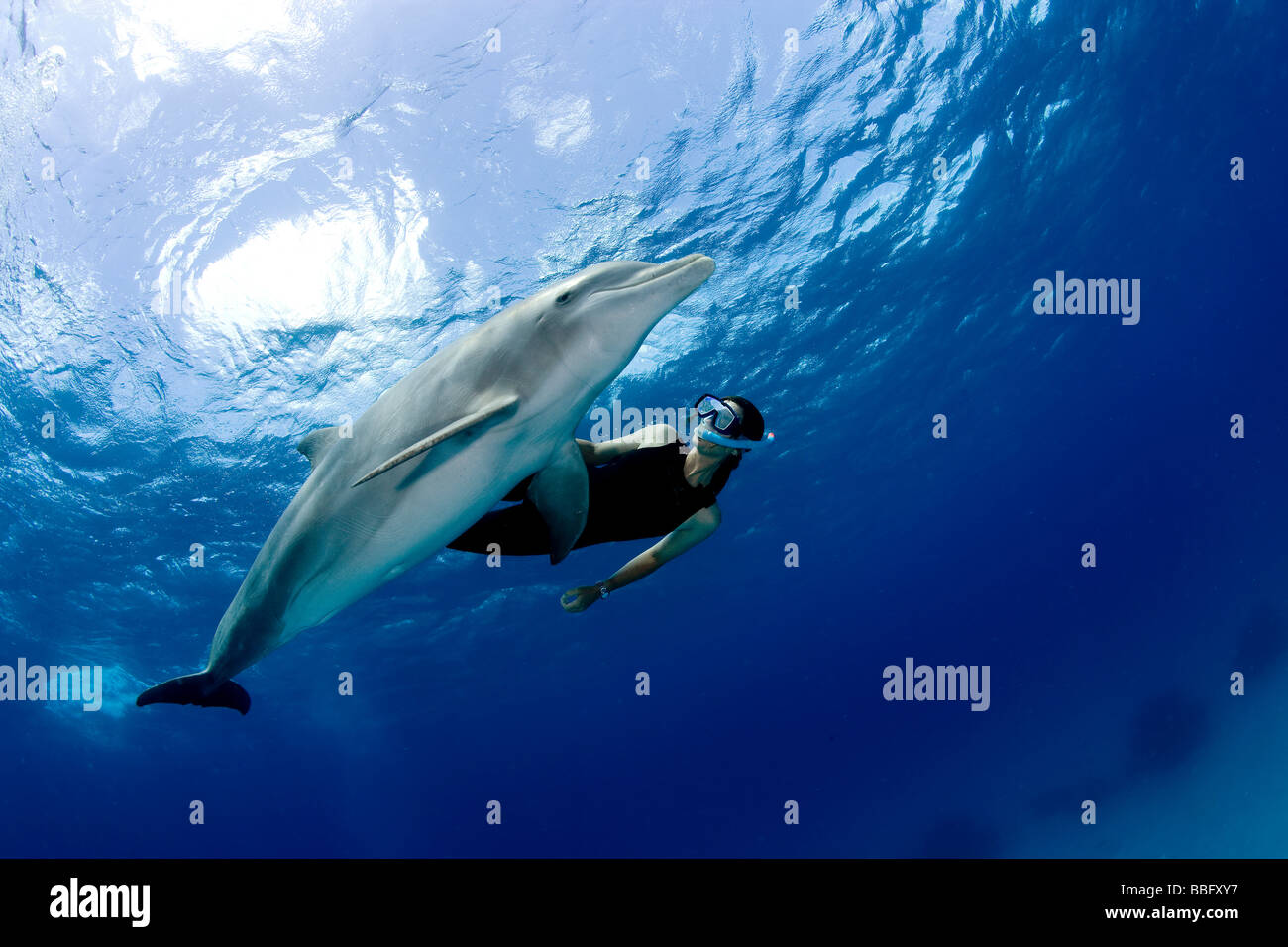 Snorkeler with dolphin Stock Photo - Alamy