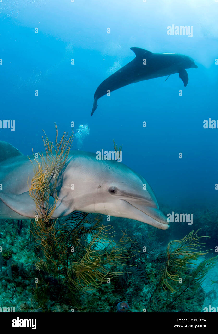 Bottlenose dolphin hi-res stock photography and images - Alamy