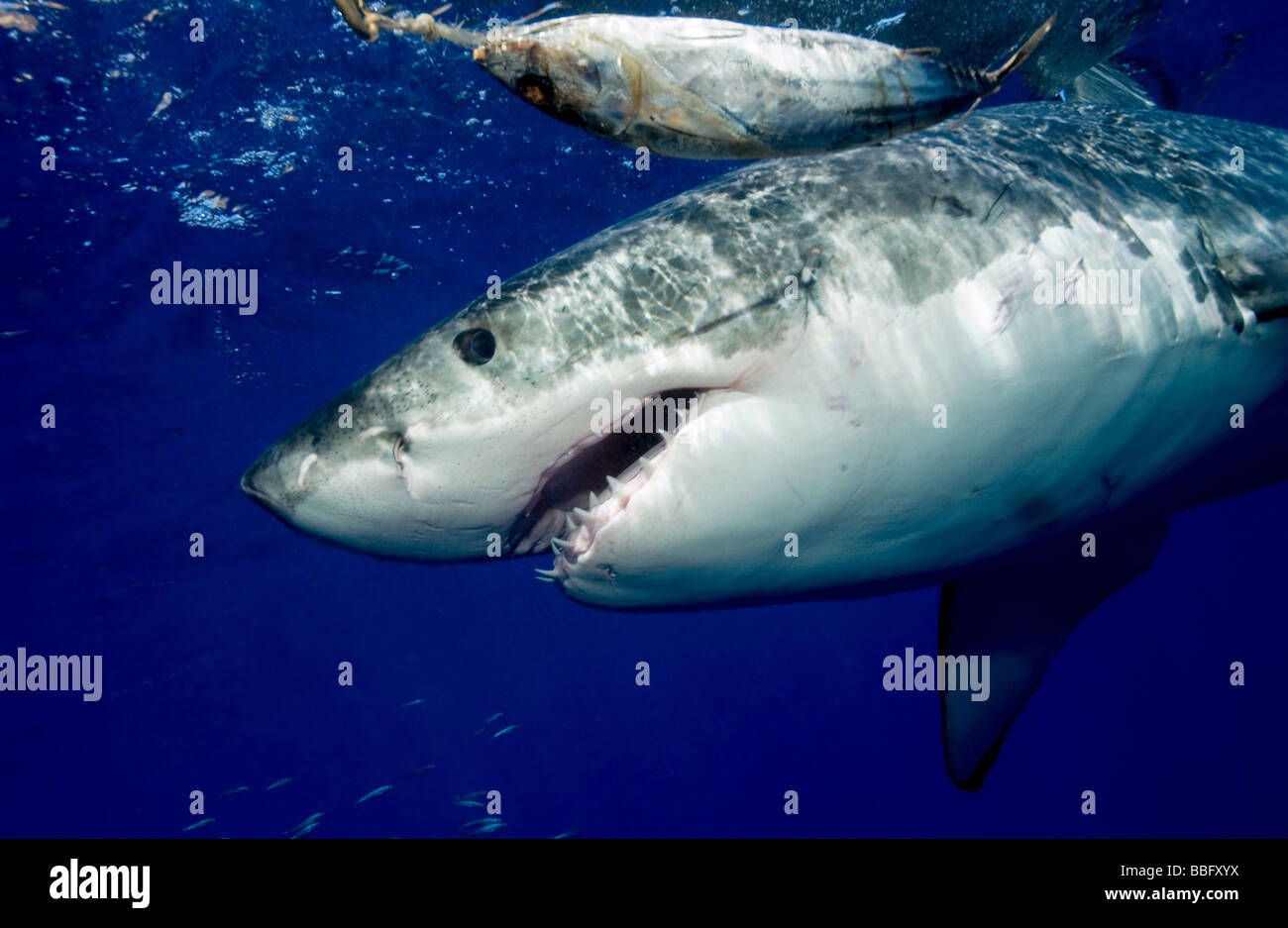 Great white shark Stock Photo - Alamy