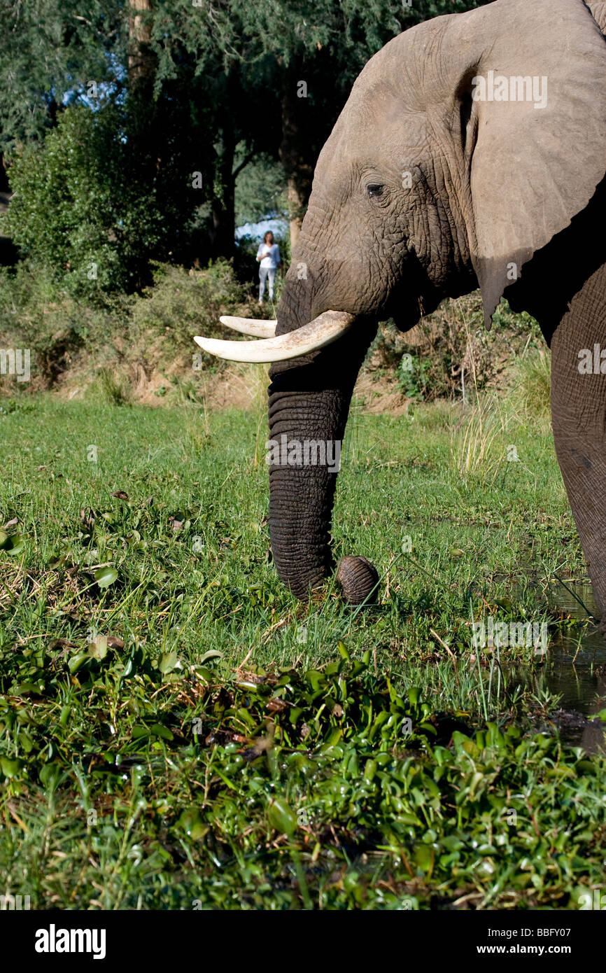 Tourist watching african elephant hi-res stock photography and images ...