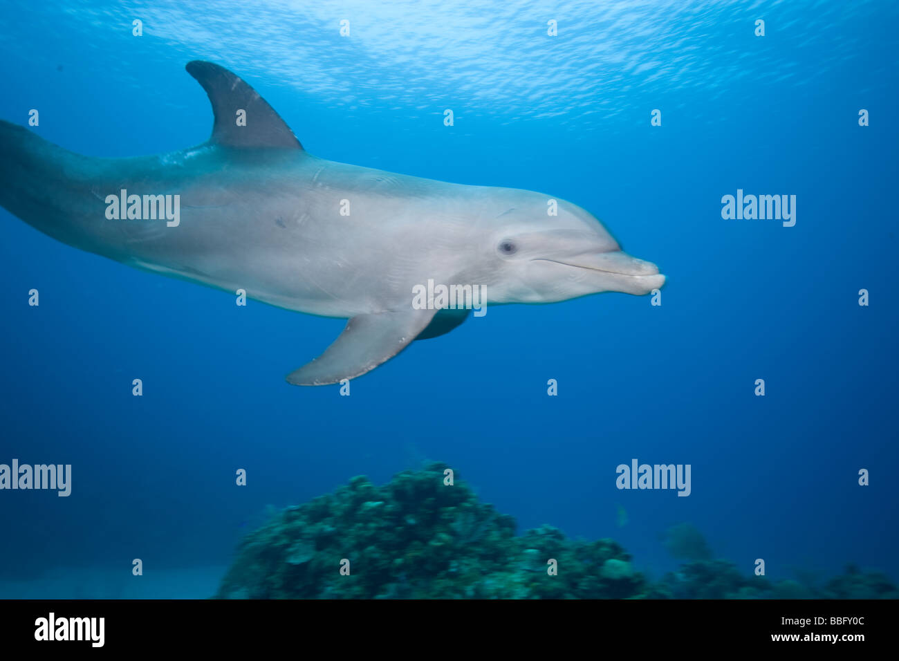 Profile of dolphin underwater Stock Photo - Alamy