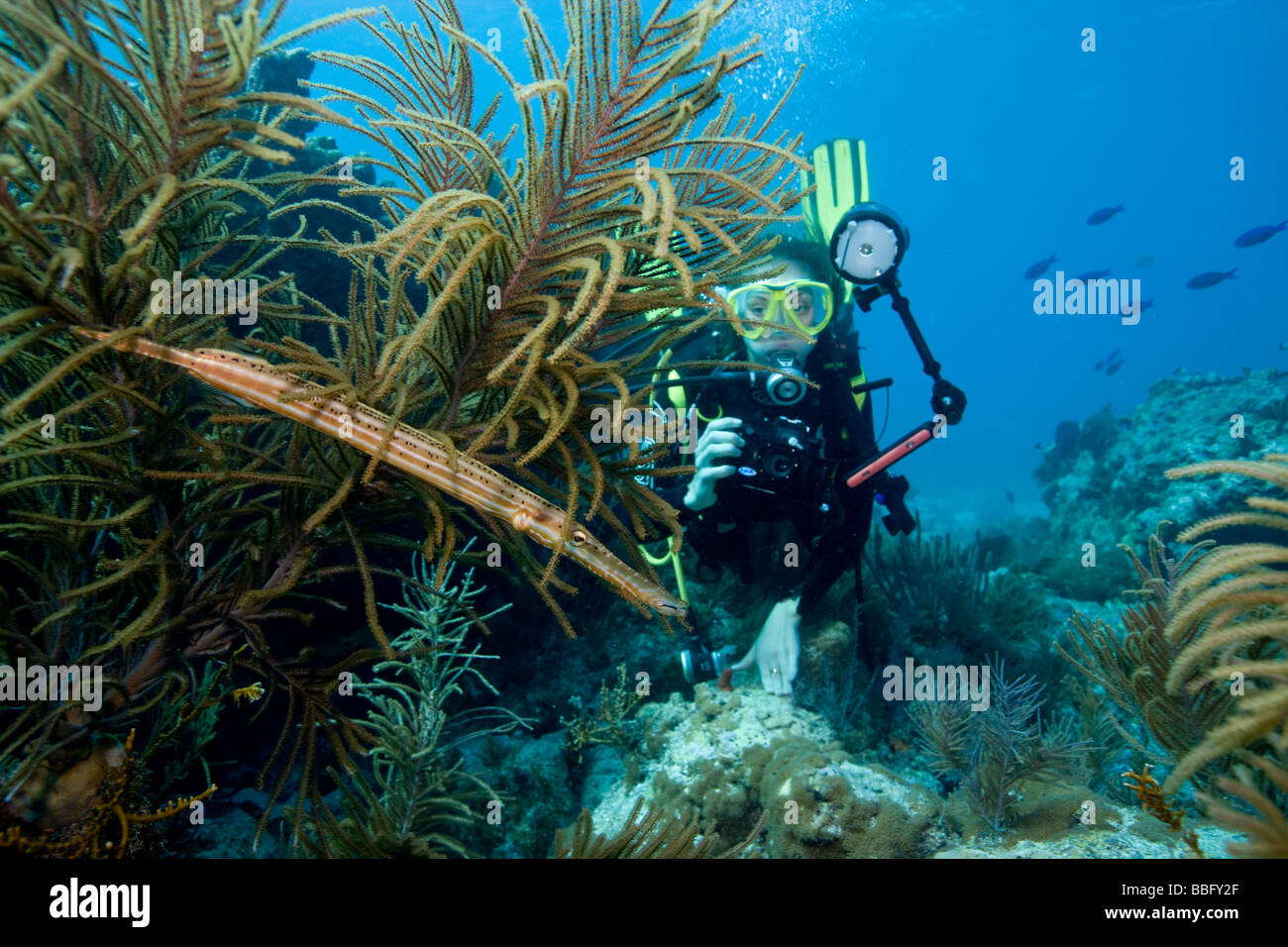 Picture fish hi-res stock photography and images - Alamy