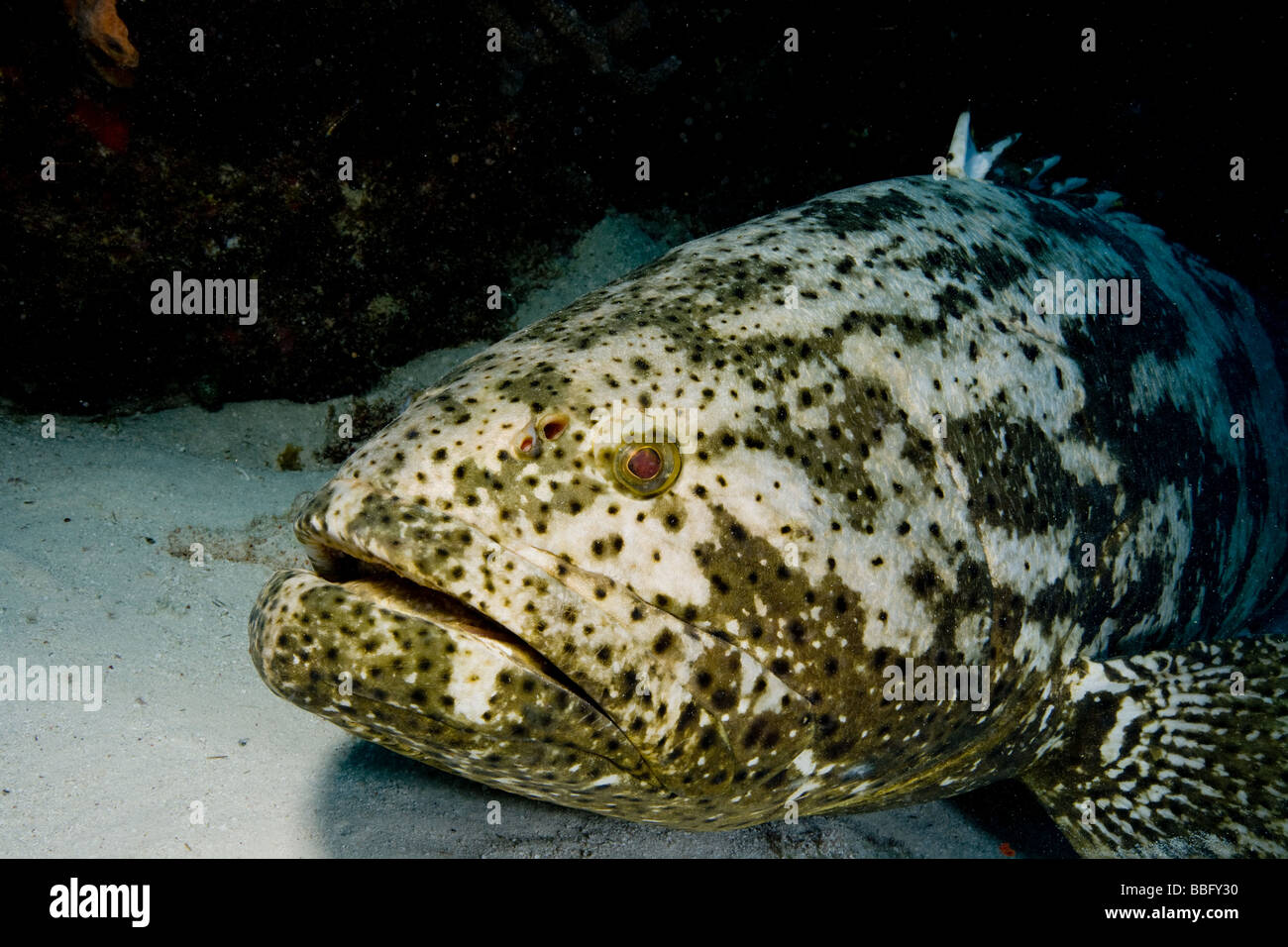 Goliath grouper hi-res stock photography and images - Alamy