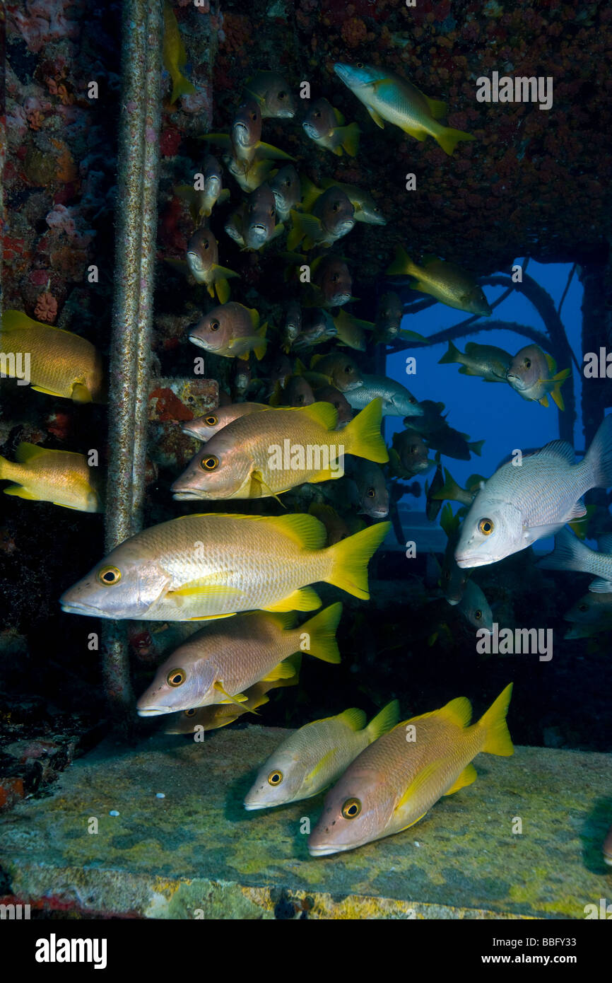 Fish on underwater structure Stock Photo - Alamy