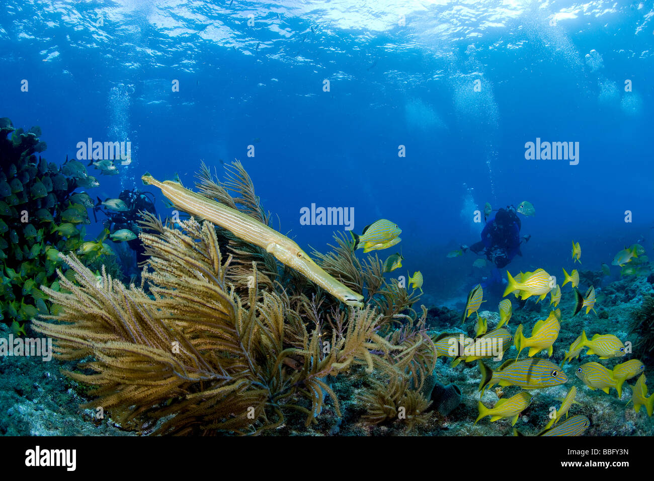 North atlantic ocean marine life hi-res stock photography and images ...