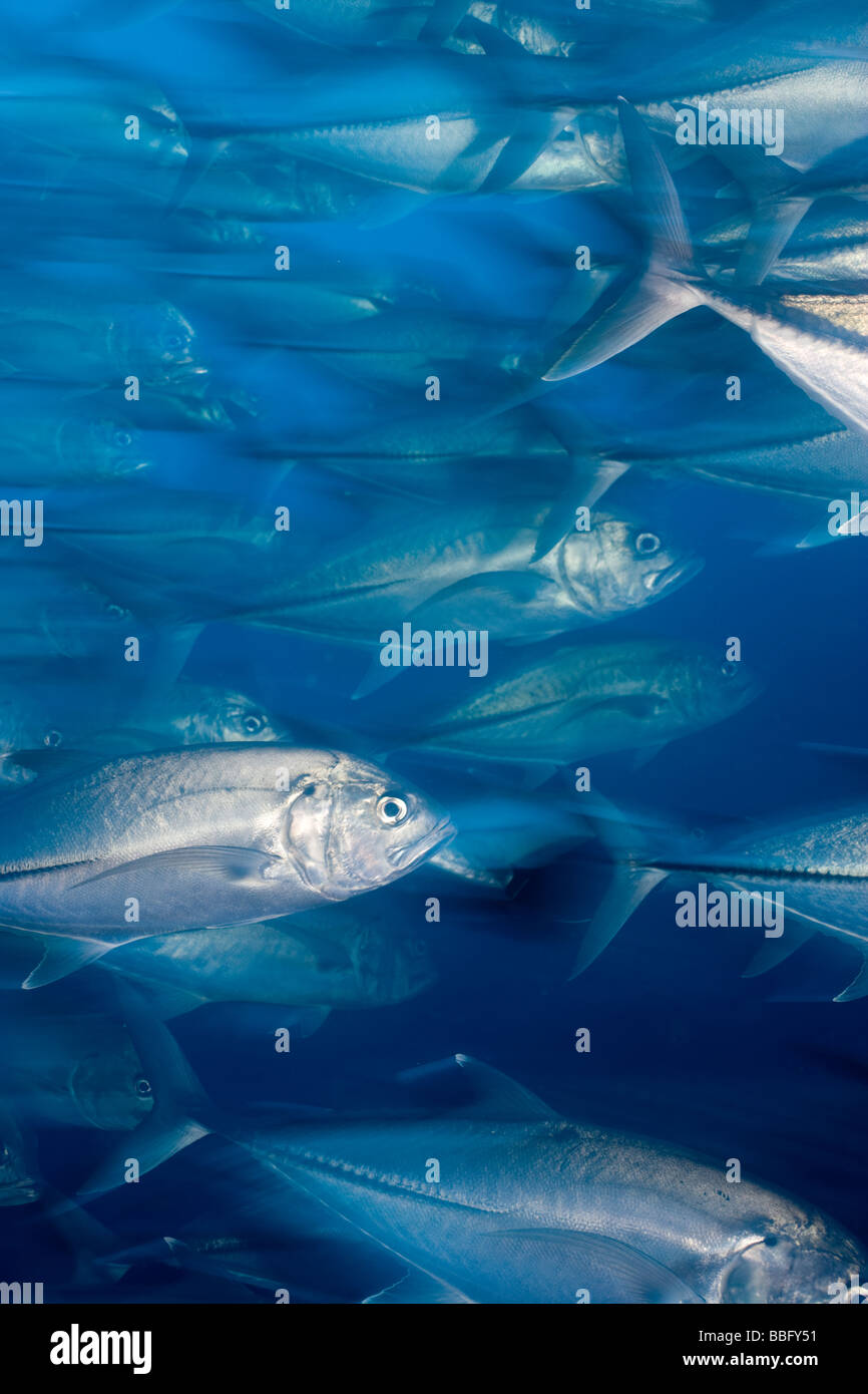 Schooling fish species hi-res stock photography and images - Alamy