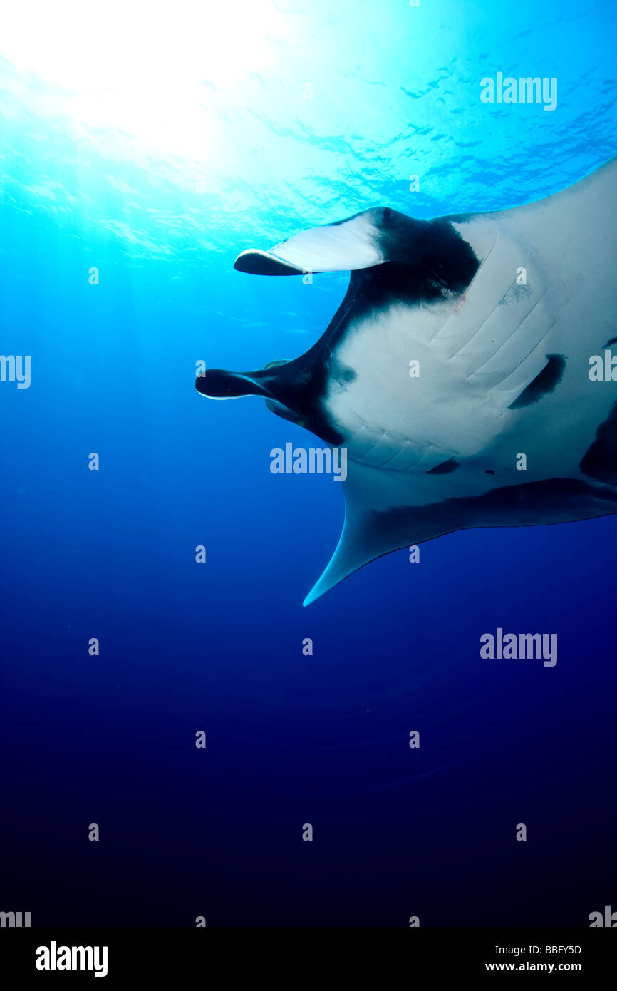 Ray fish face hi-res stock photography and images - Alamy