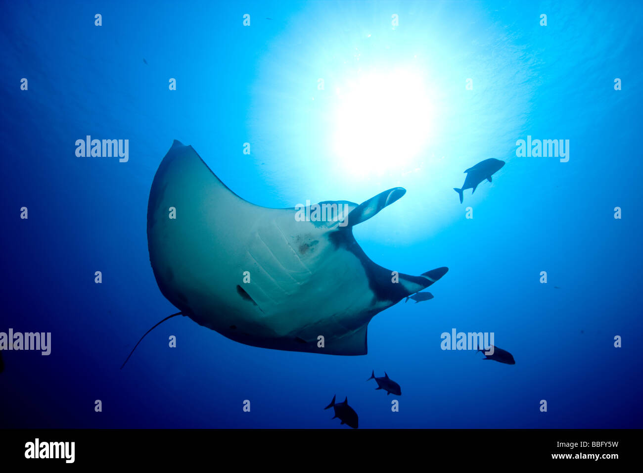 Manta ray group hi-res stock photography and images - Alamy