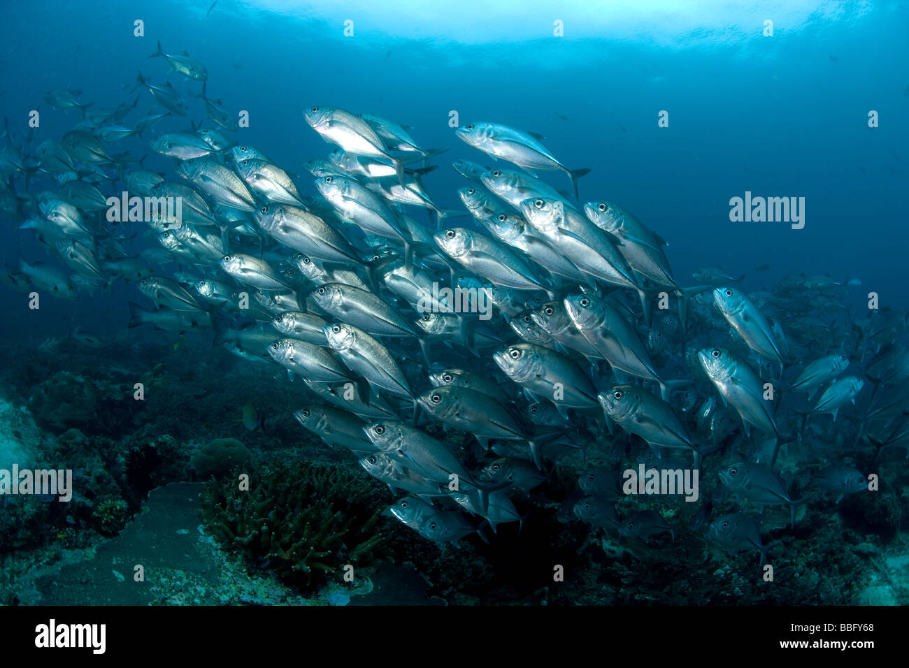 Asian pacific fish hi-res stock photography and images - Alamy