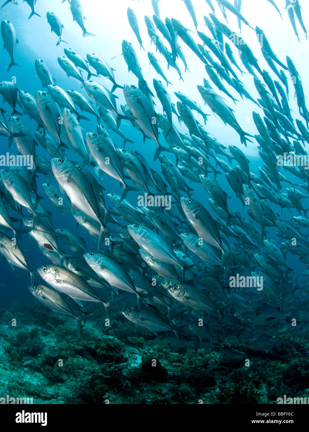 Asian pacific fish hi-res stock photography and images - Alamy