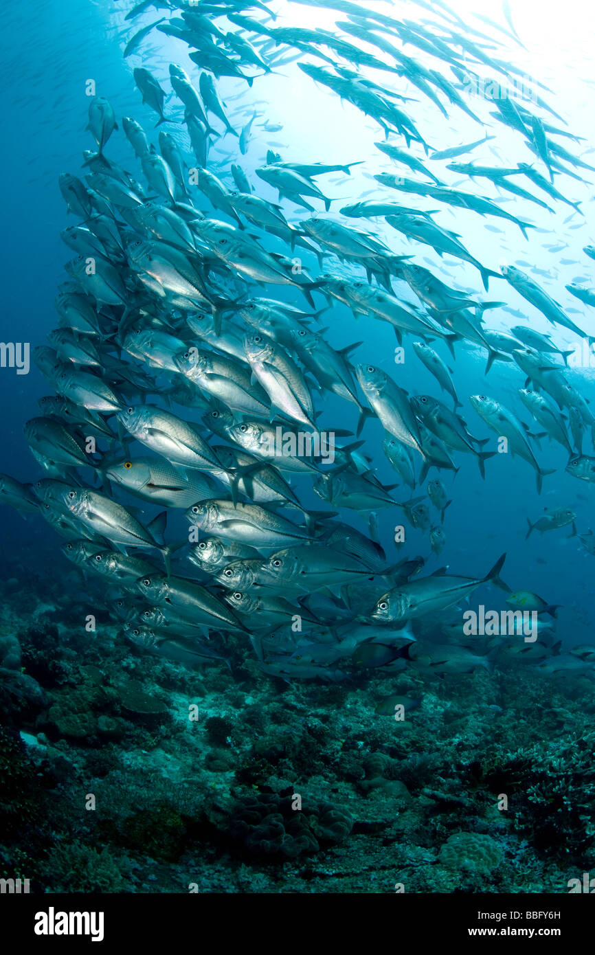 Asian pacific fish hi-res stock photography and images - Alamy