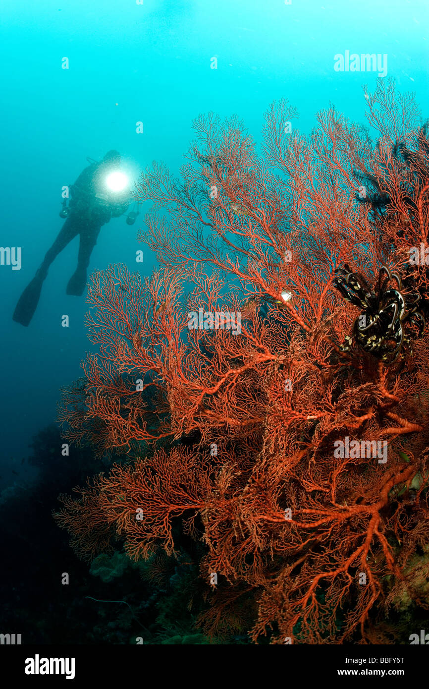 Diver and large gorgonian Stock Photo - Alamy