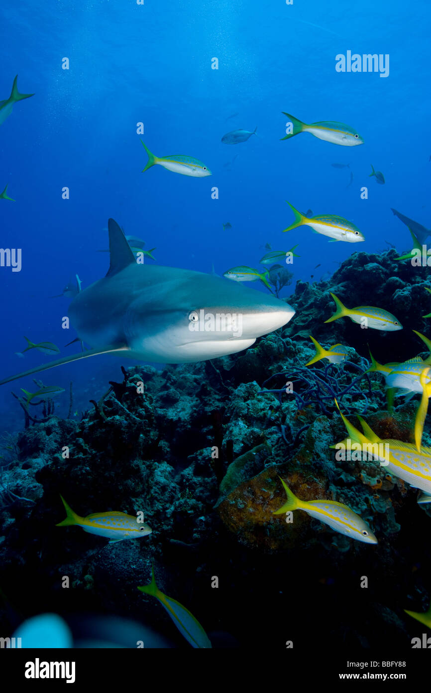 Shark reef hi-res stock photography and images - Alamy