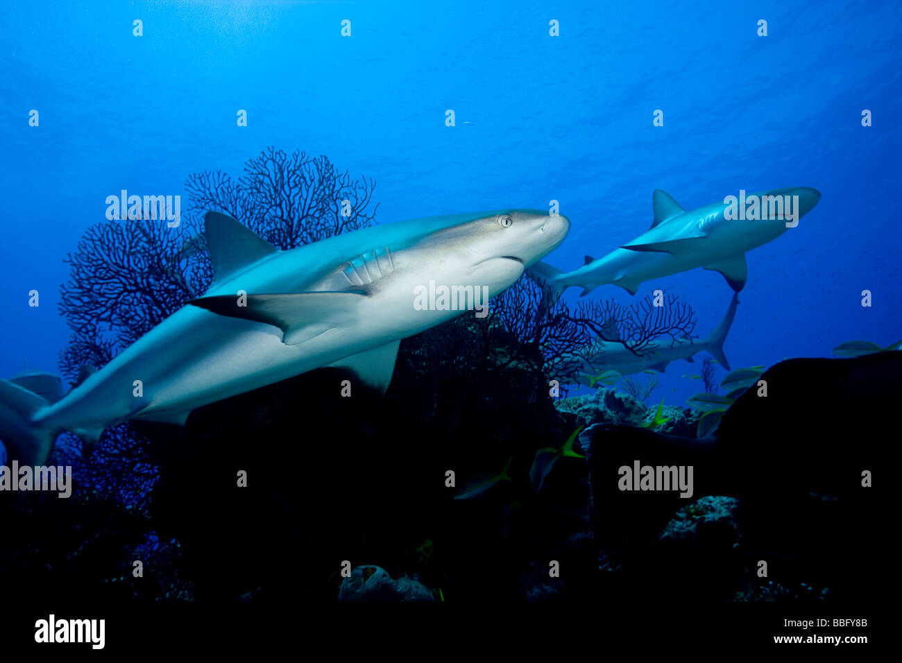 Sharks face hi-res stock photography and images - Alamy