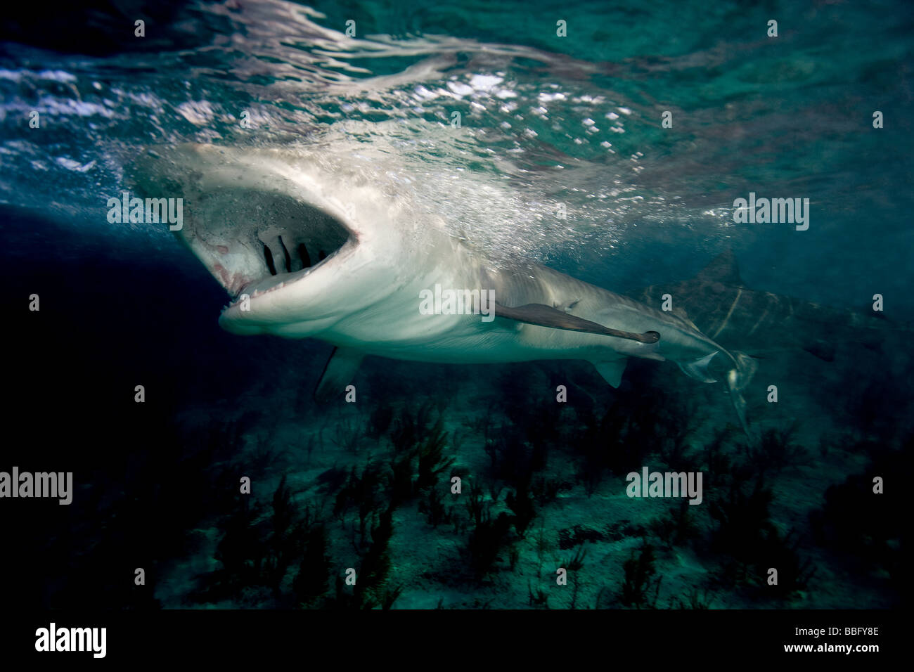 Open jaws of tiger shark Stock Photo - Alamy