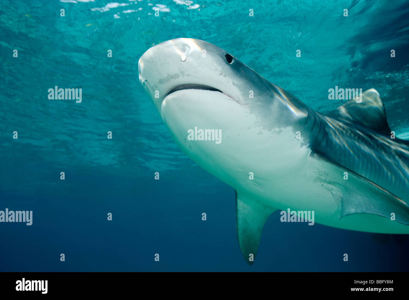 Tiger stomach hi-res stock photography and images - Alamy