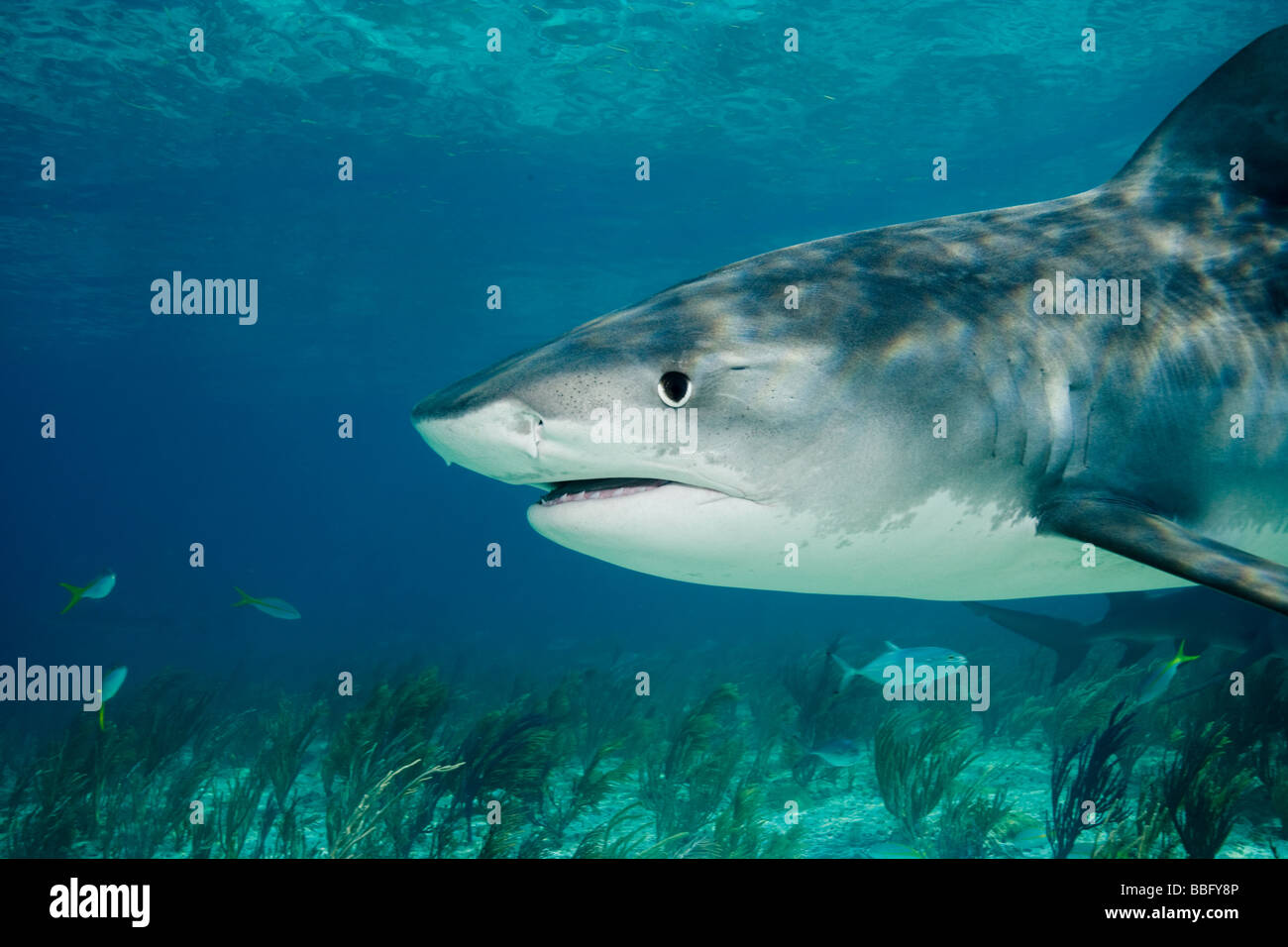 Tiger shark anatomy hi-res stock photography and images - Alamy