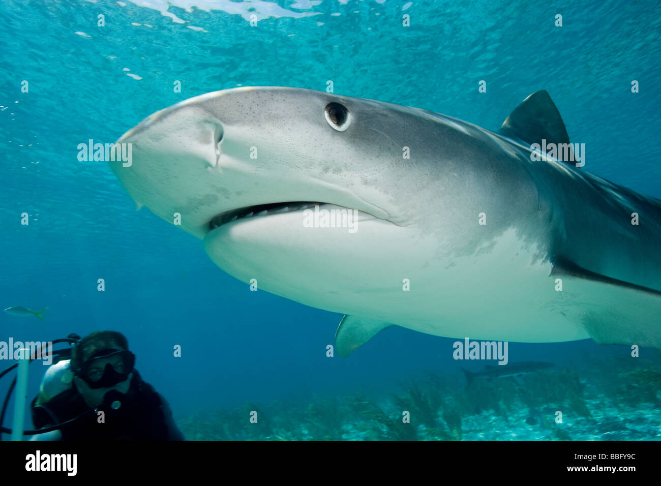 Tiger shark in the wild Stock Photo - Alamy