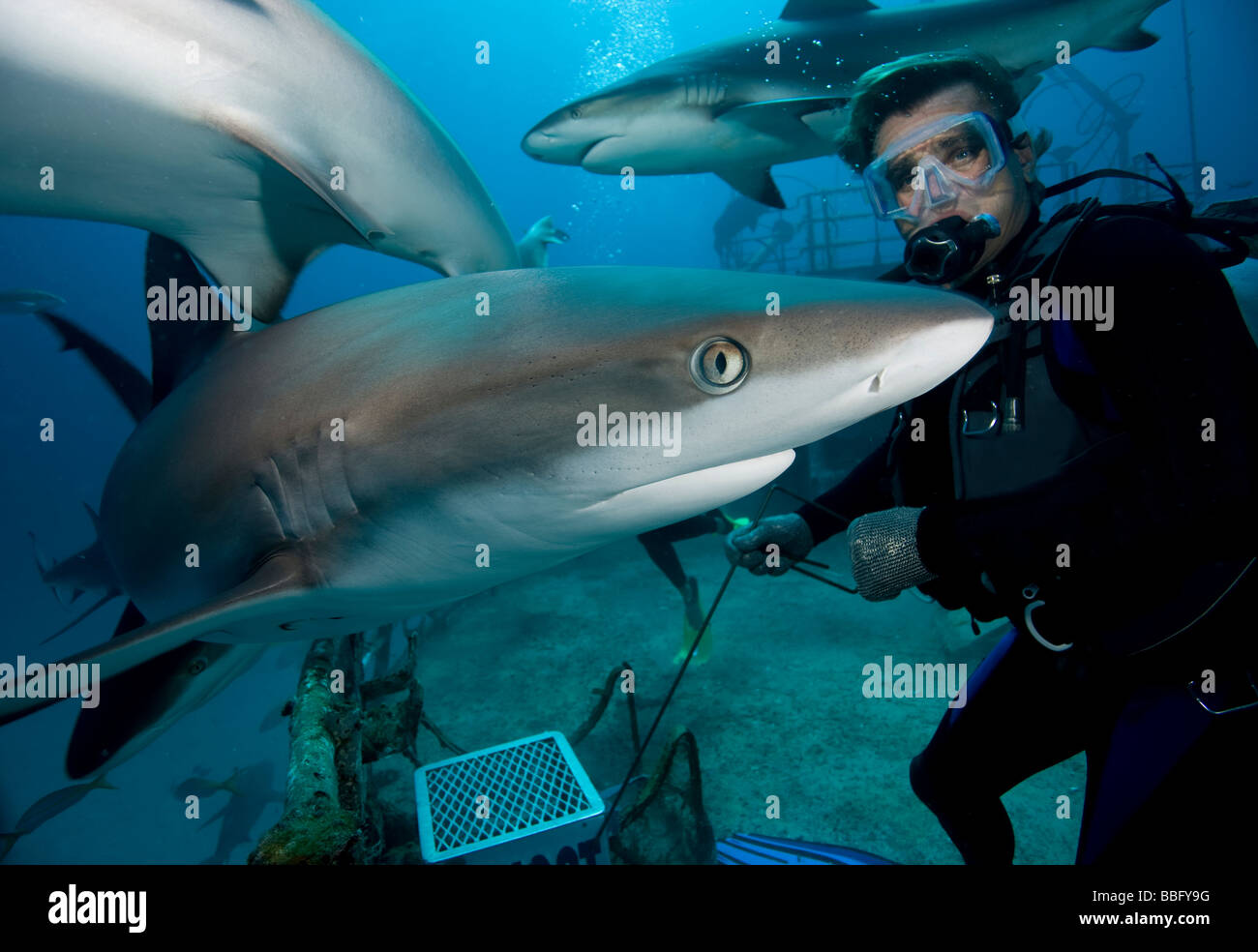 Shark feeding dive Stock Photo - Alamy