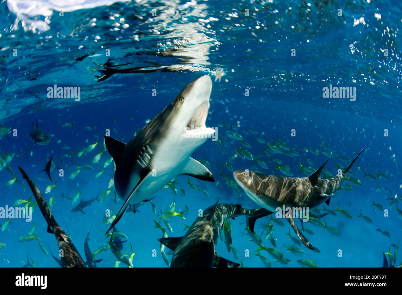 Sharks near surface Stock Photo - Alamy