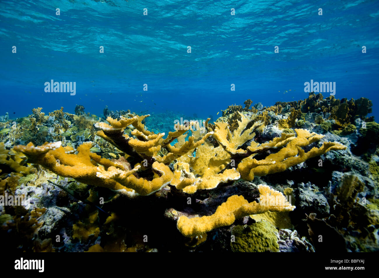 Coral view hi-res stock photography and images - Alamy