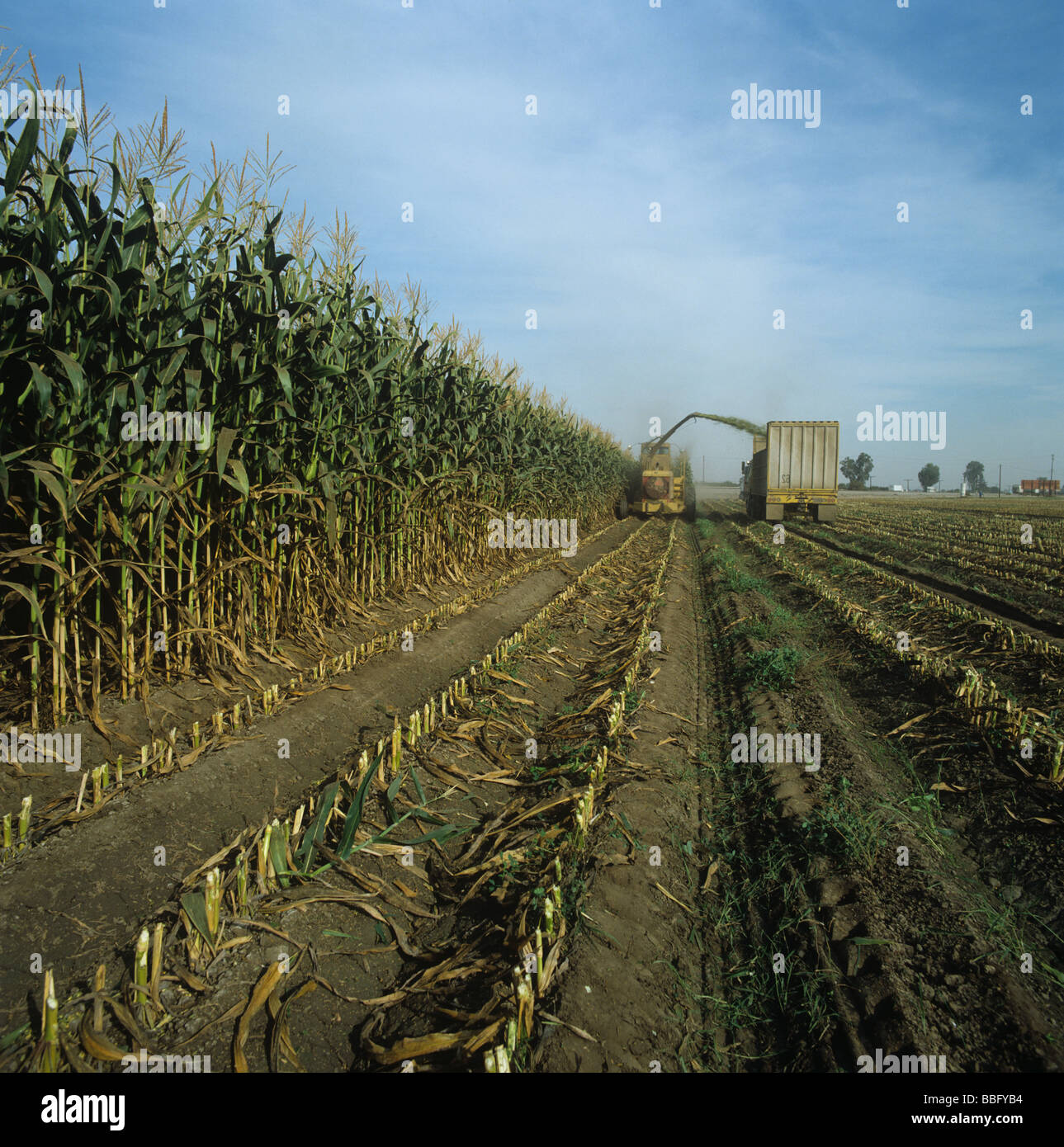 Harvesting tall maize or corn crop with a large forager California USA ...