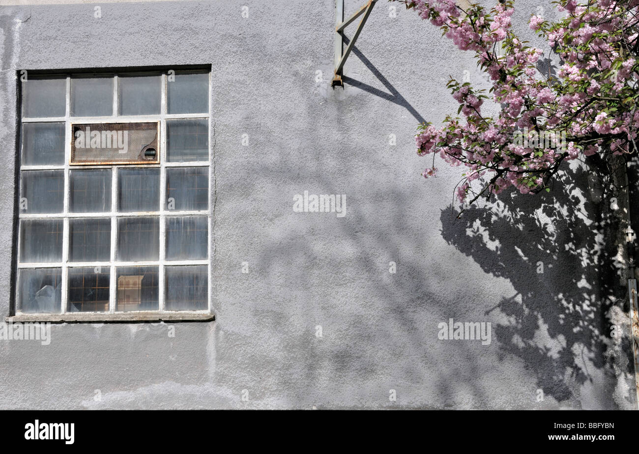 Cherry tree blossoming spring Stock Photo - Alamy