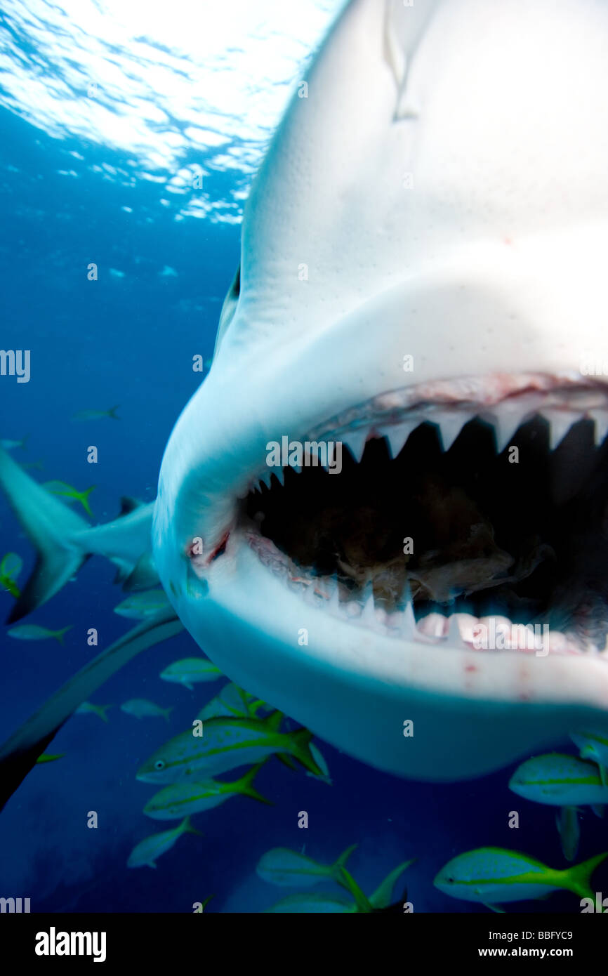 Shark teeth close up hi-res stock photography and images - Alamy