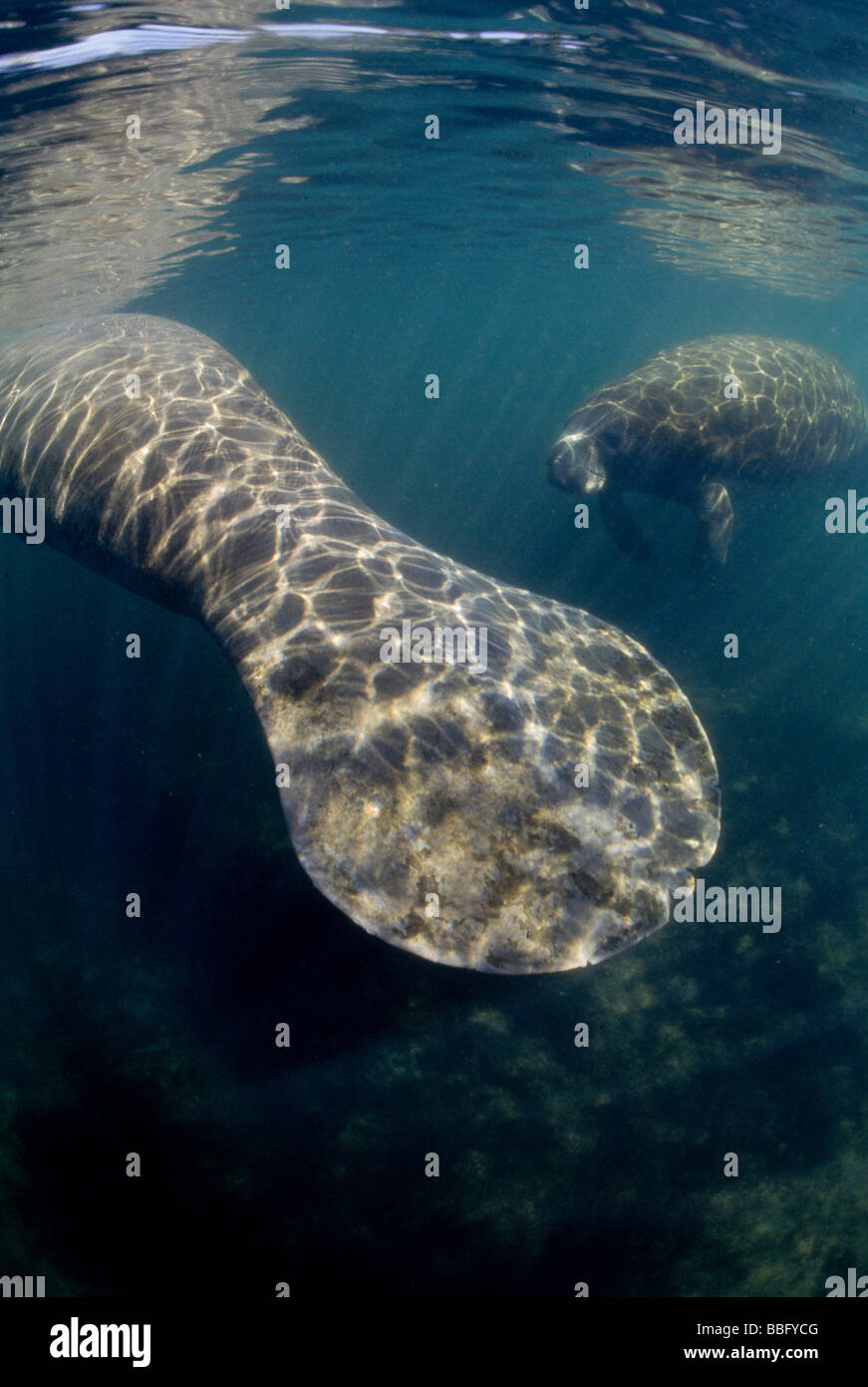 West Indian manatees Stock Photo - Alamy