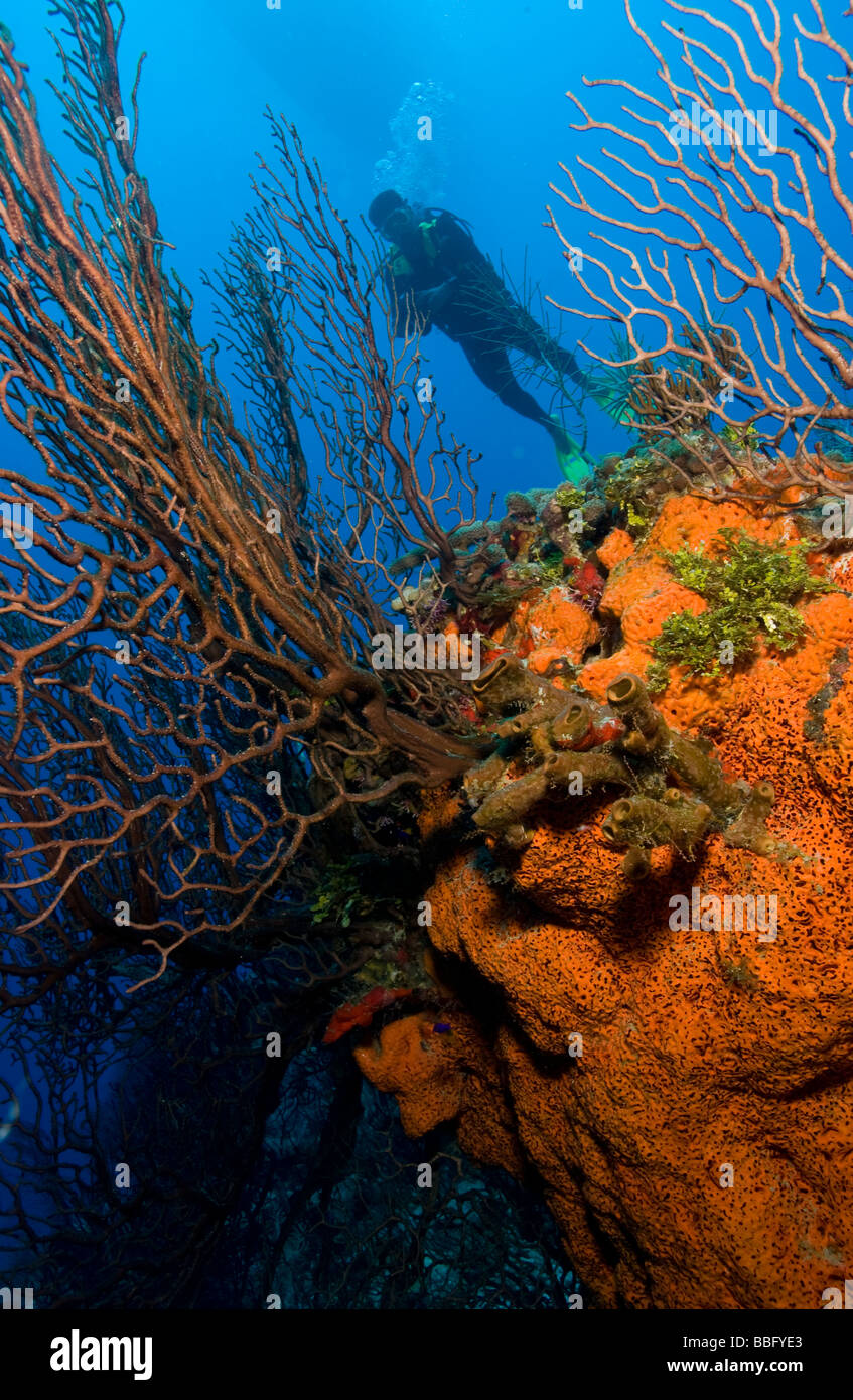 Diver behind sea fan and sponge Stock Photo - Alamy