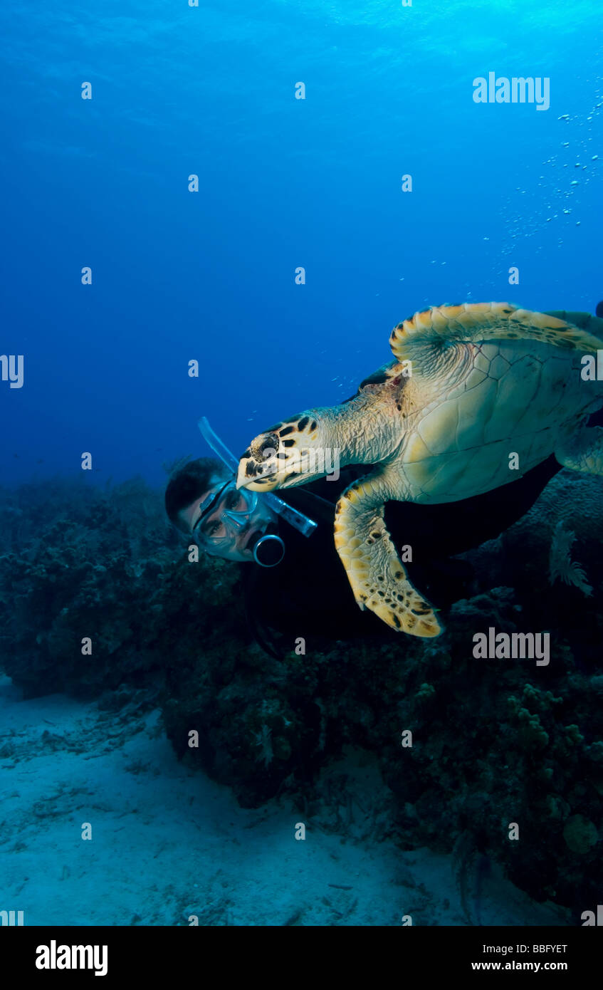 Diver with turtle Stock Photo - Alamy