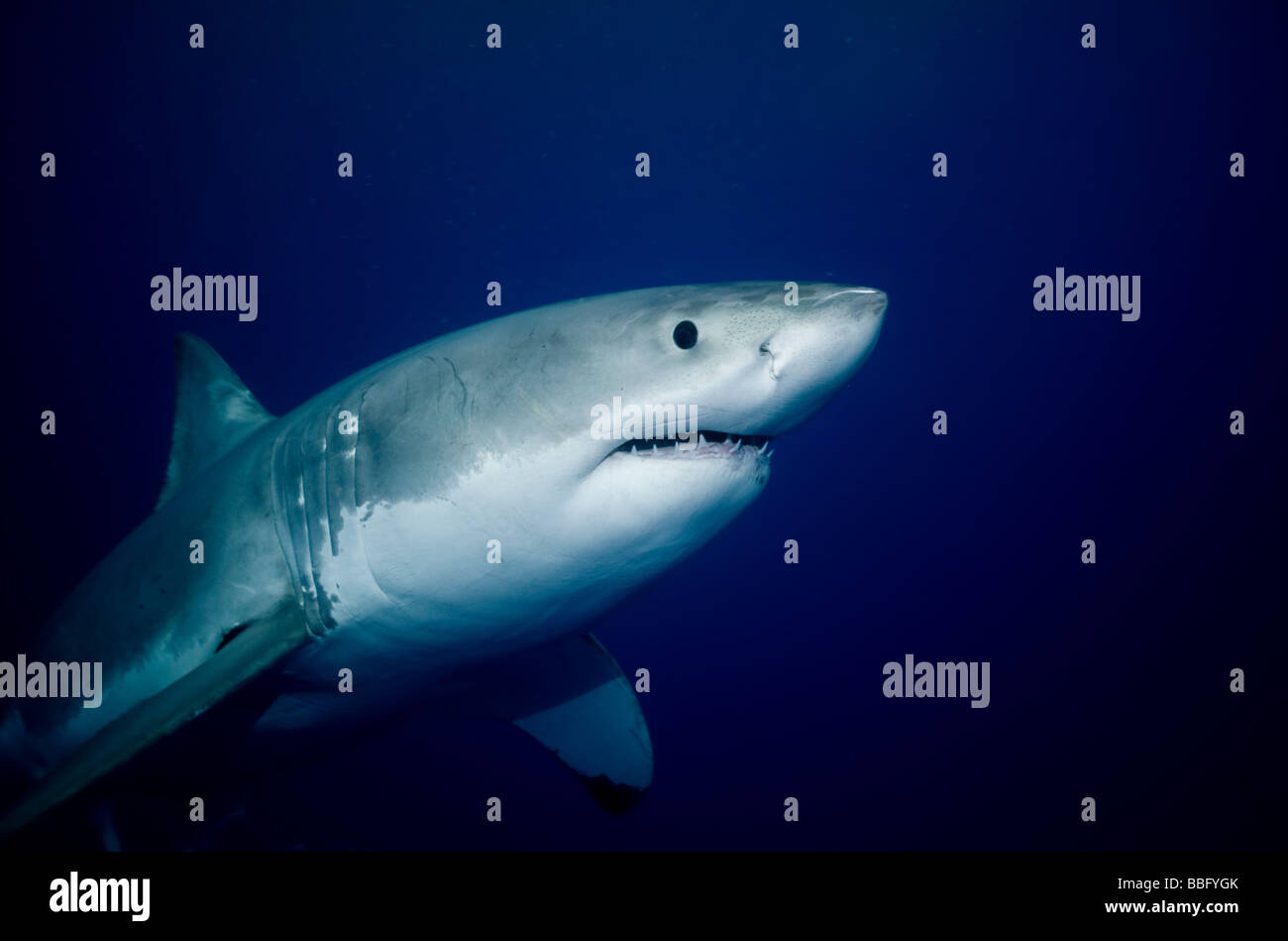 Great White Shark Side View Stock Photos & Great White Shark Side View ...