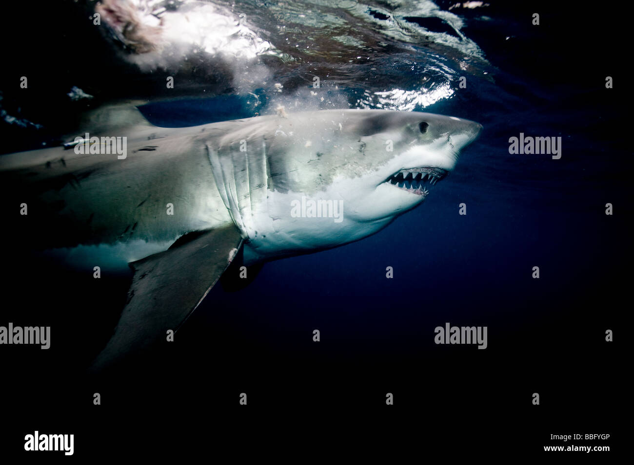 Great White Shark Side View Outline