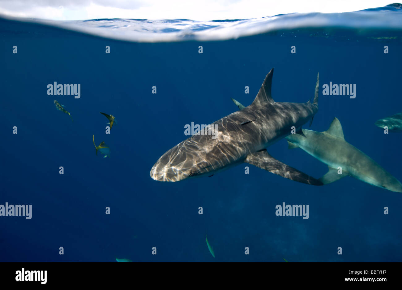 Two reef sharks hi-res stock photography and images - Alamy