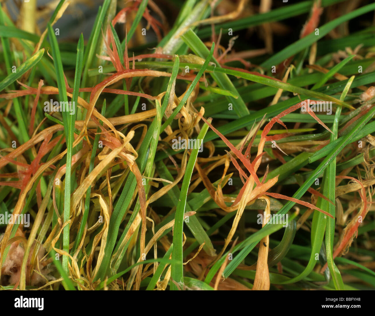 Turf grass disease High Resolution Stock Photography and Images - Alamy